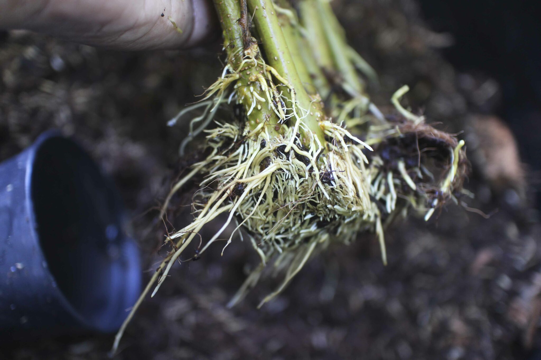 Plant & Soil Health Problems & Culbac® Plant Solutions