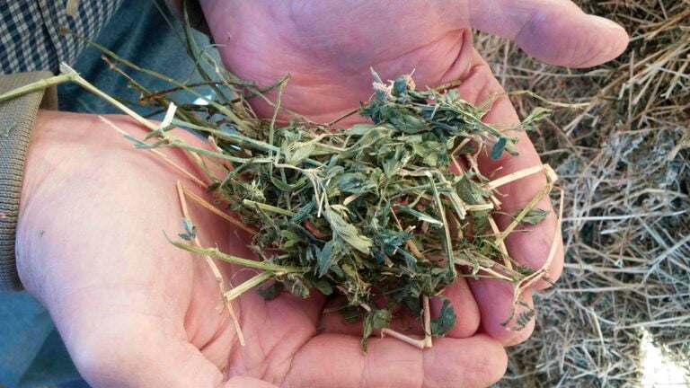 Culbac® Hay & Silage Inoculant For Forage Preservation - TransAgra