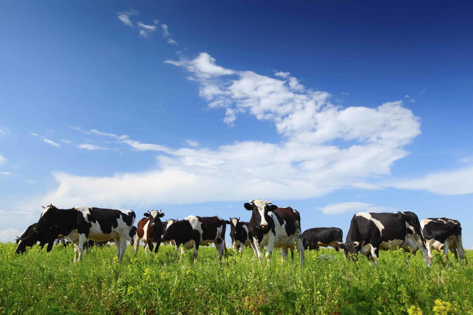 Dairy Cow Health Challenges & Culbac® Animal Solutions
