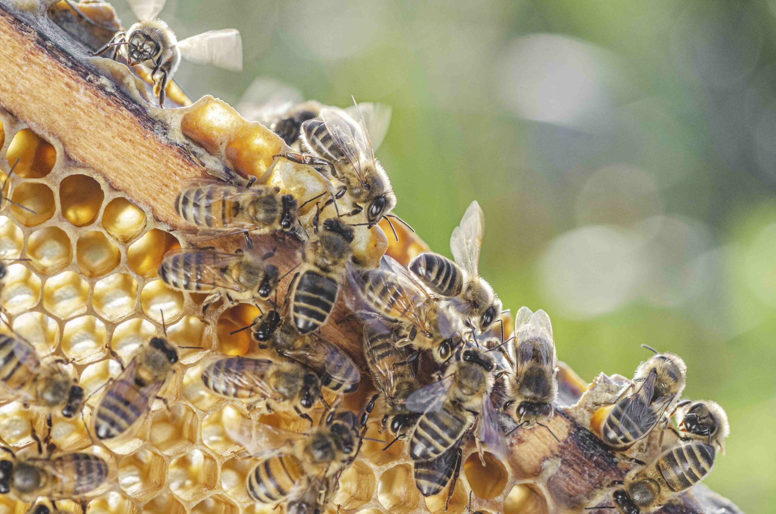 Specialty Animal Health Problems & Probiotic Plus Solutions