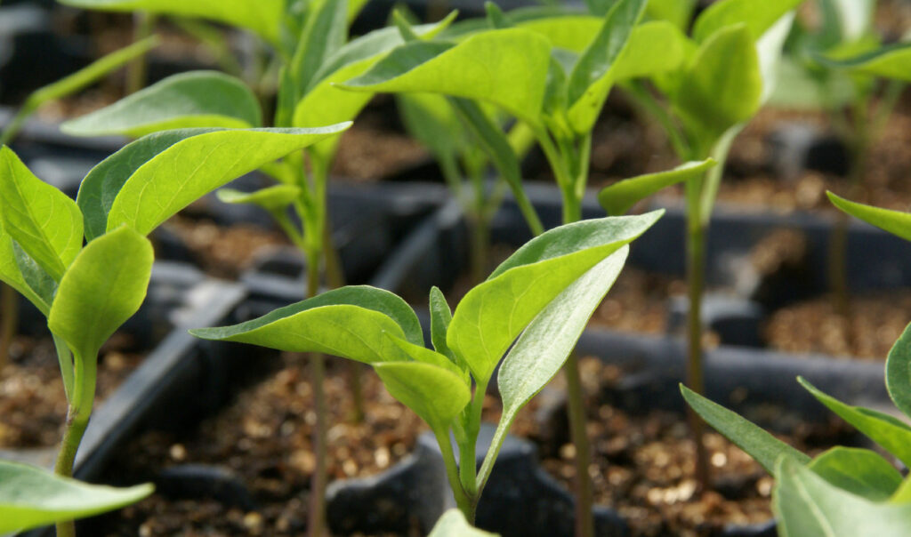 Culbac® Liquid Commercial Seed Treatment enhances seed germination and ...
